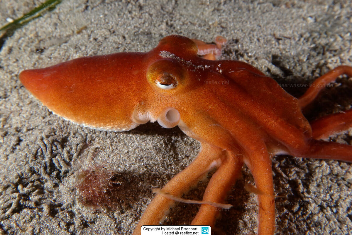 Southern Sand Octopus | NatureRules1 Wiki | Fandom