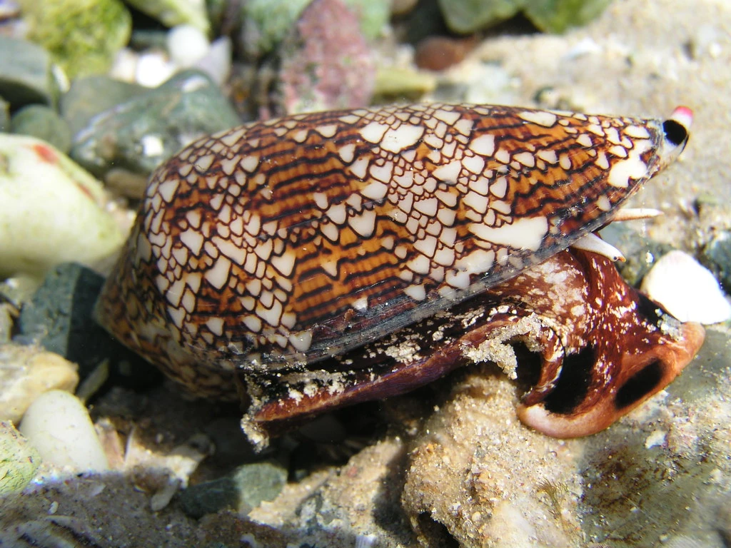 Textile Cone | NatureRules1 Wiki | Fandom