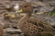 Yellow-billed Pintail | NatureRules1 Wiki | Fandom