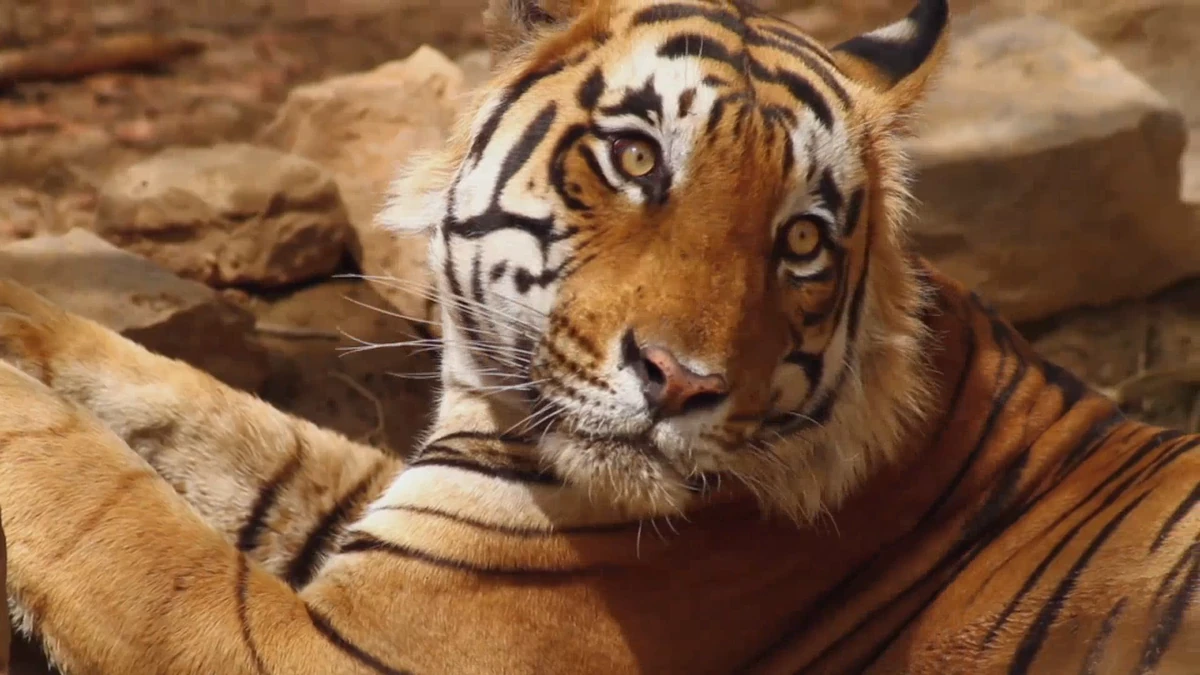 Wild Beasts | NatureRules1 Wiki | Fandom