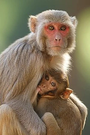 Rhesus Monkey