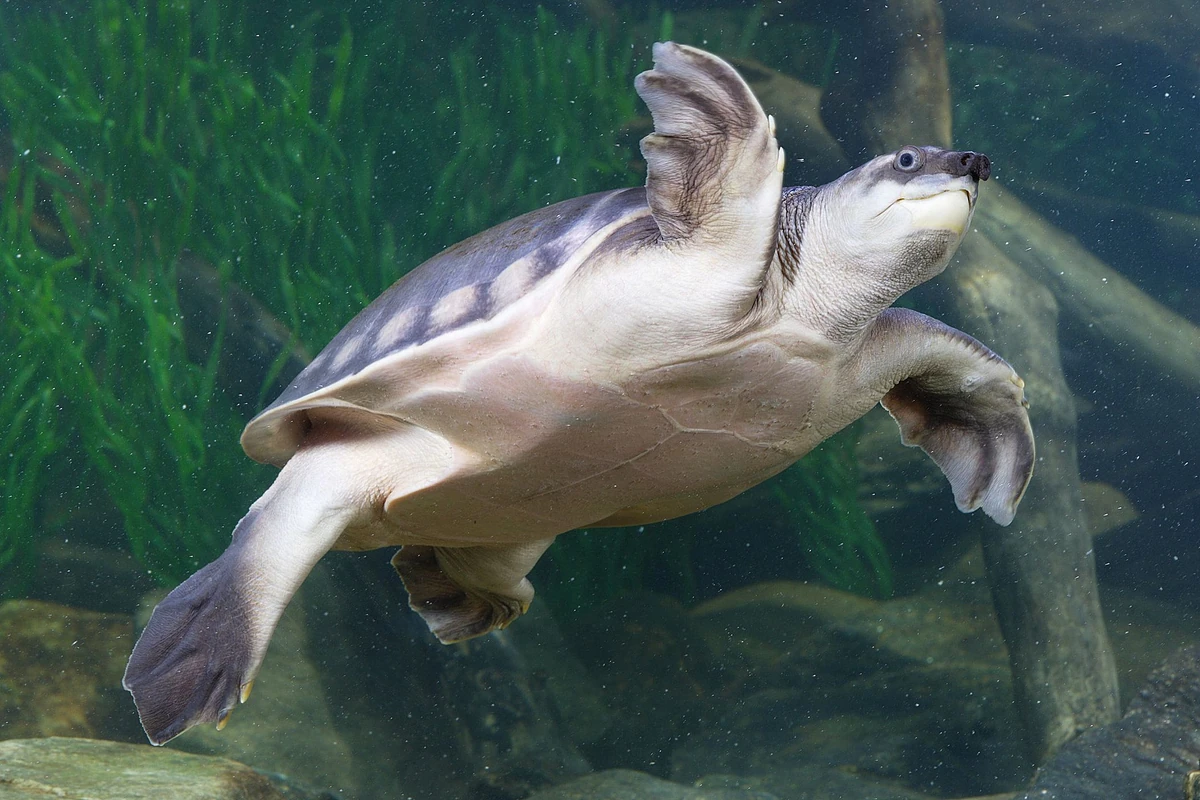 Pig-nosed Turtle | NatureRules1 Wiki | Fandom