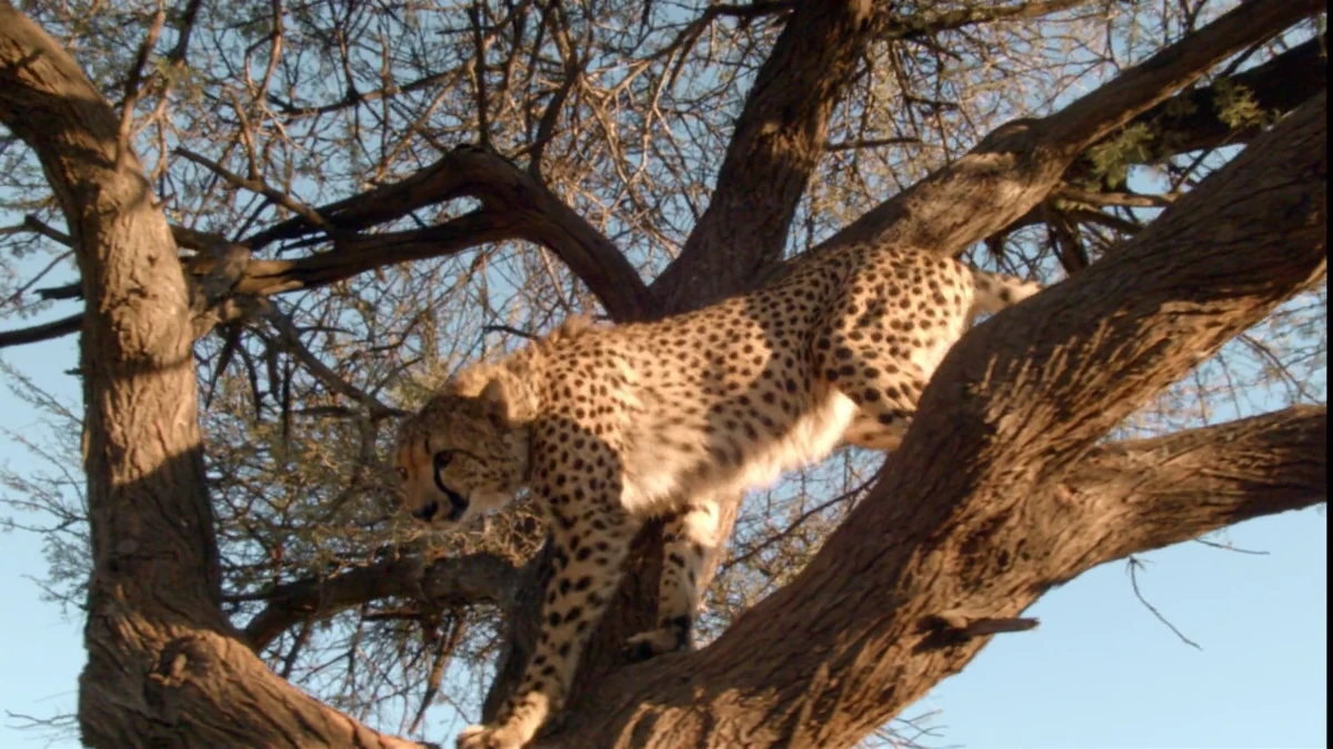 Mammals (2024) | NatureRules1 Wiki | Fandom