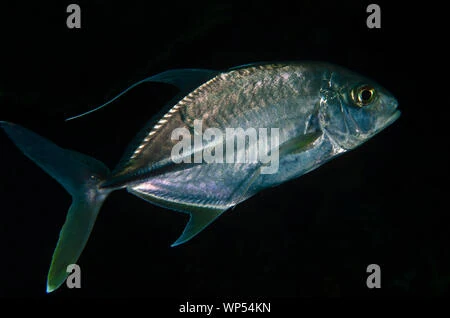 Coachwhip Trevally | NatureRules1 Wiki | Fandom