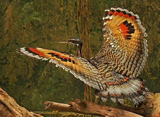 Sunbittern | NatureRules1 Wiki | Fandom