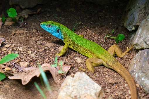 European Green Lizard | NatureRules1 Wiki | Fandom