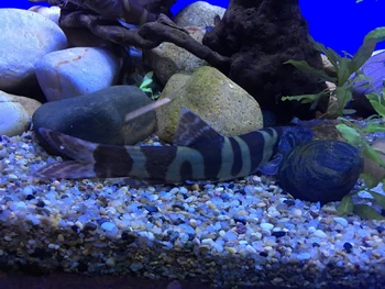 Queen Loach | NatureRules1 Wiki | Fandom