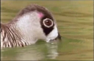 Pink-eared Duck | NatureRules1 Wiki | Fandom