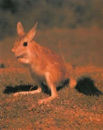 South African Springhare | NatureRules1 Wiki | Fandom