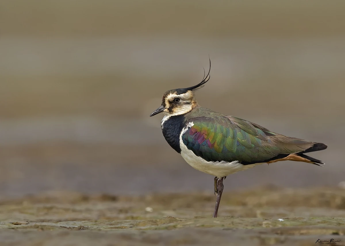 Northern Lapwing | NatureRules1 Wiki | Fandom