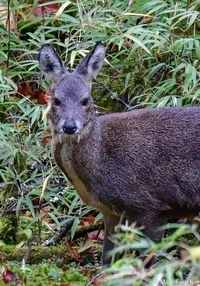 Dwarf Musk Deer | NatureRules1 Wiki | Fandom