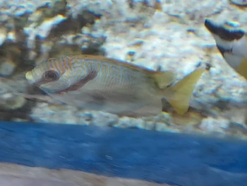 Barred Spinefoot | NatureRules1 Wiki | Fandom