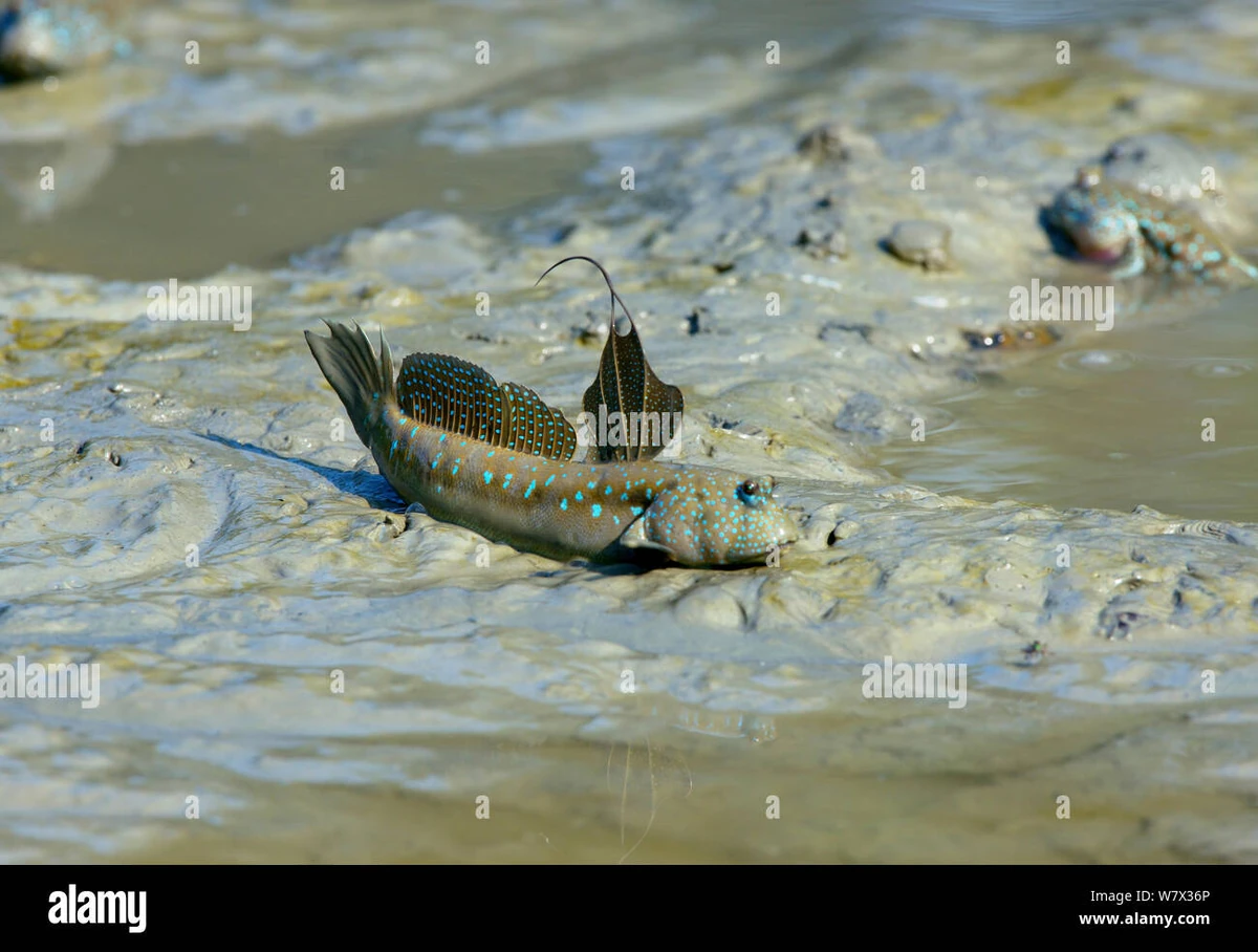Blue-spotted Mudskipper | NatureRules1 Wiki | Fandom