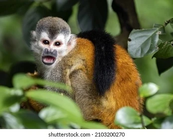 Central American Squirrel Monkey | NatureRules1 Wiki | Fandom