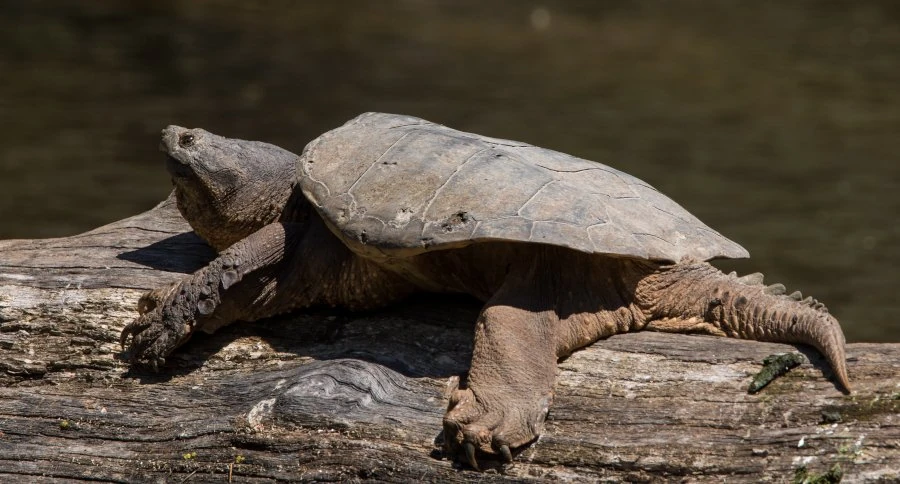 Common Snapping Turtle | NatureRules1 Wiki | Fandom
