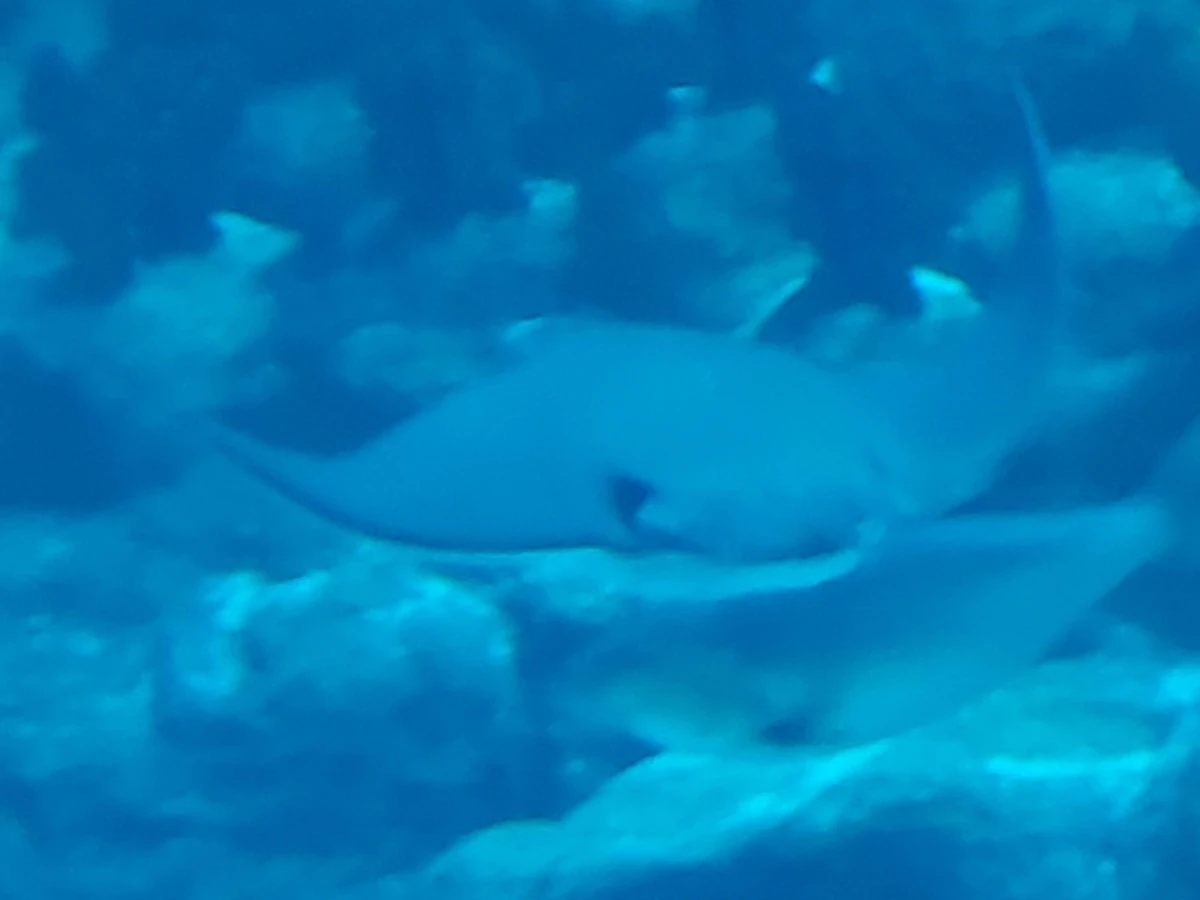 Cownose Ray | NatureRules1 Wiki | Fandom