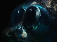 Binocular Fish | NatureRules1 Wiki | Fandom