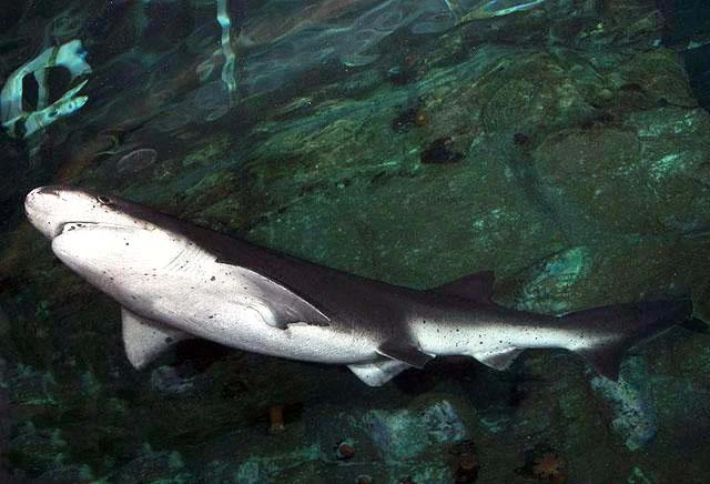 Broadnose Sevengill Shark | NatureRules1 Wiki | Fandom