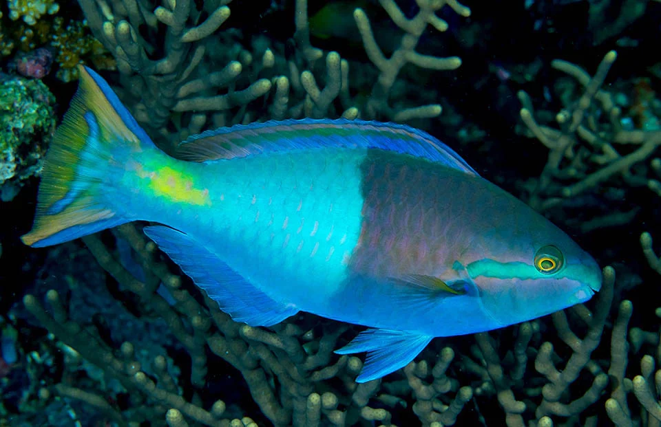 Yellowfin Parrotfish | NatureRules1 Wiki | Fandom