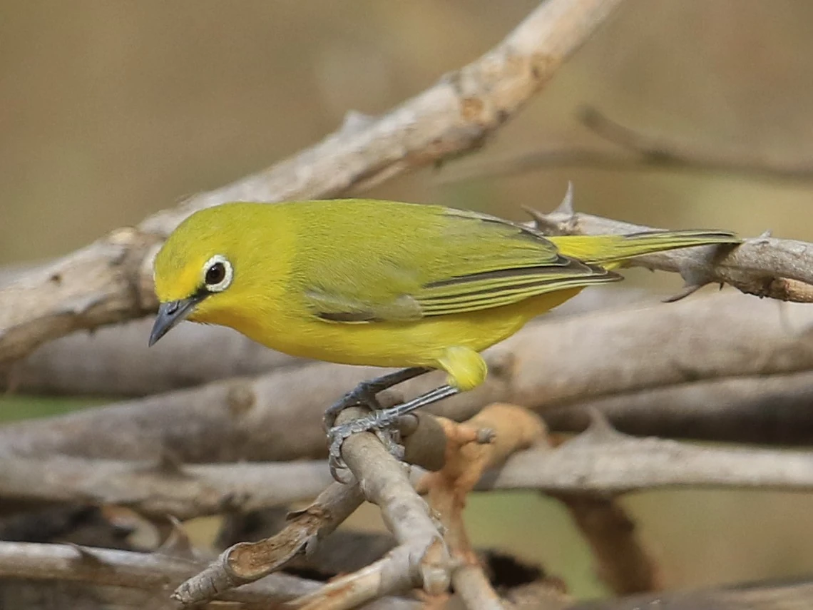 Northern Yellow White-eye | NatureRules1 Wiki | Fandom