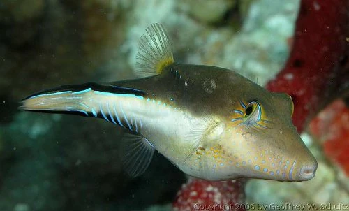 Caribbean Sharpnose Puffer | NatureRules1 Wiki | Fandom