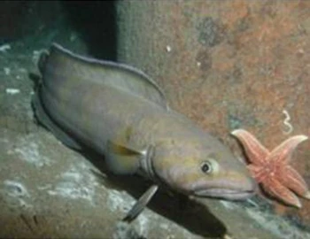 Cusk | NatureRules1 Wiki | Fandom