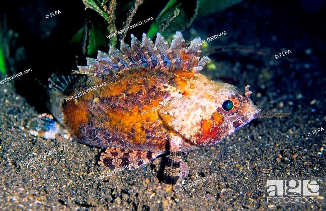 False Scorpionfish | NatureRules1 Wiki | Fandom