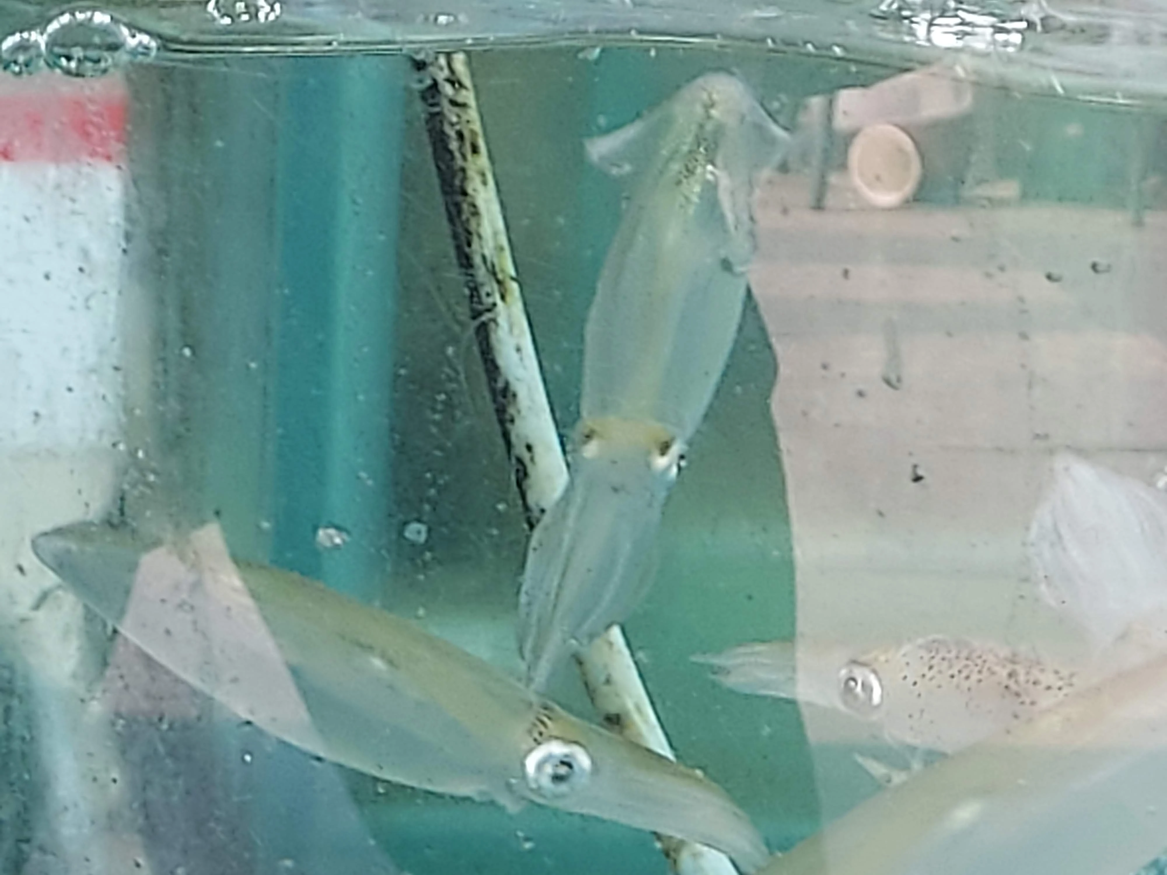 Japanese Flying Squid