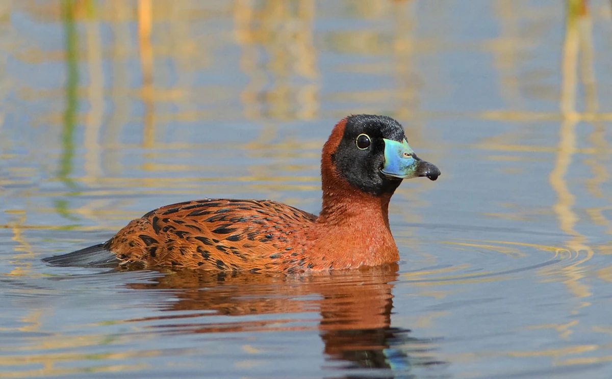 Masked Duck | NatureRules1 Wiki | Fandom