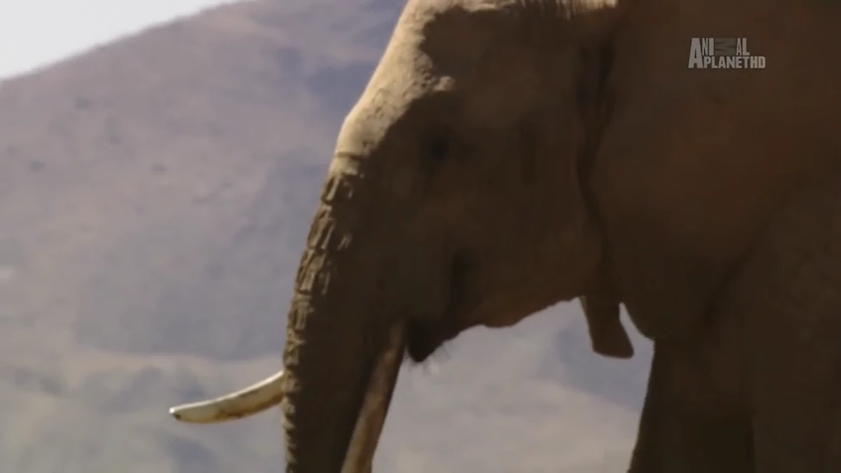 South Africa | NatureRules1 Wiki | Fandom