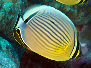 Oval Butterflyfish | NatureRules1 Wiki | Fandom