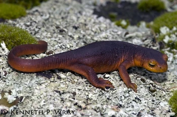 Sierra Newt | NatureRules1 Wiki | Fandom