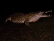 Orinoco Crocodile | NatureRules1 Wiki | Fandom
