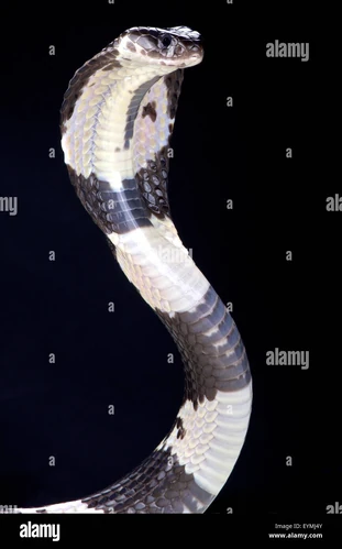 Indochinese Spitting Cobra | NatureRules1 Wiki | Fandom