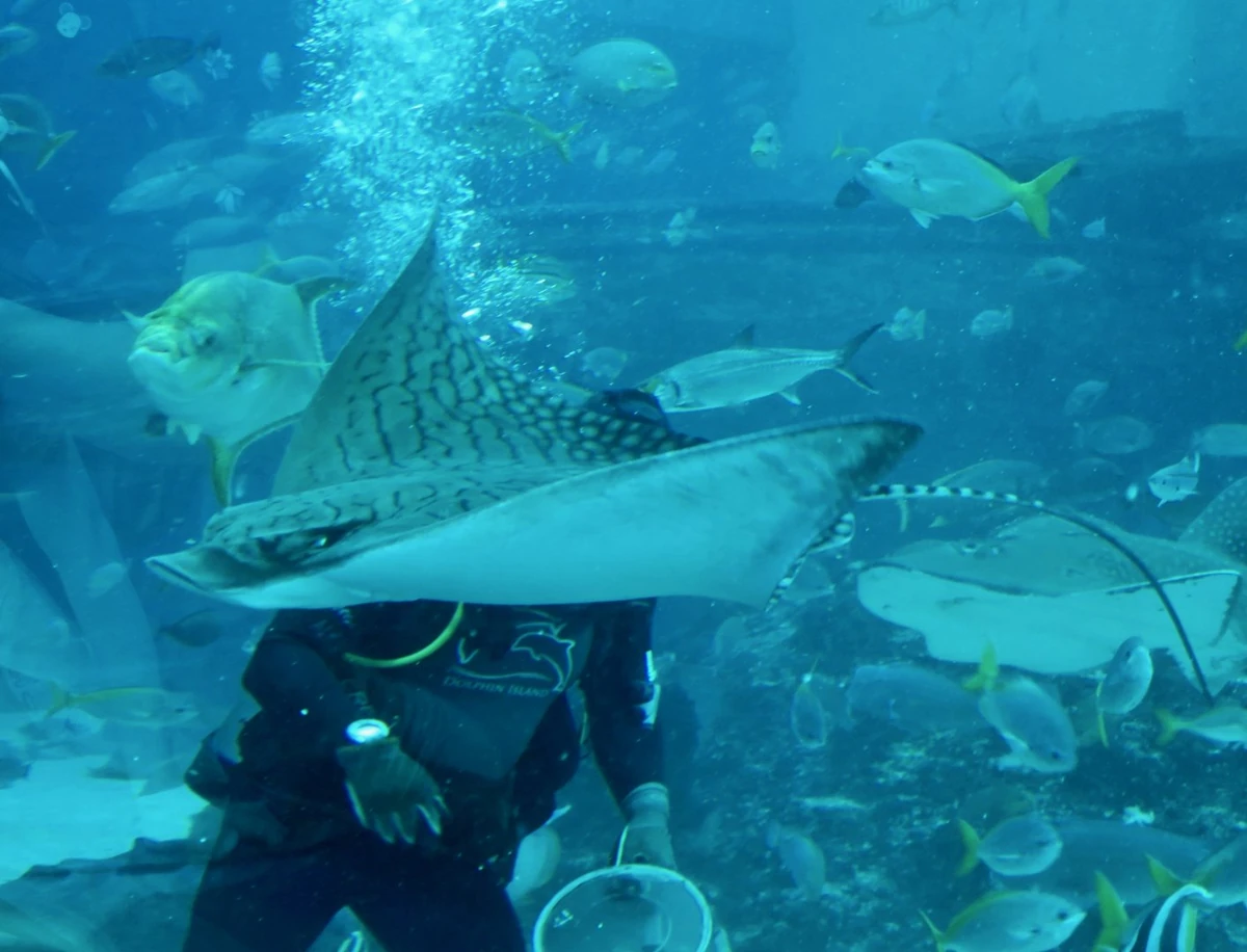 Ornate Eagle Ray | NatureRules1 Wiki | Fandom