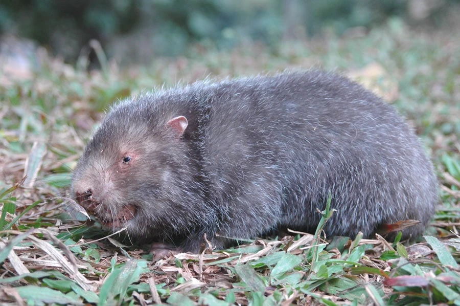 Horay Bamboo Rat | NatureRules1 Wiki | Fandom