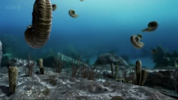 Clymenia | NatureRules1 Wiki | Fandom