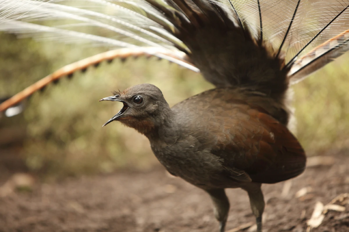 Superb Lyrebird | NatureRules1 Wiki | Fandom