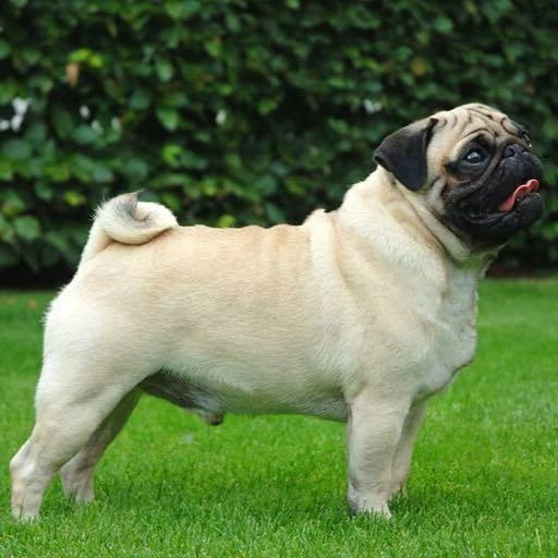 Pug | NatureRules1 Wiki | Fandom