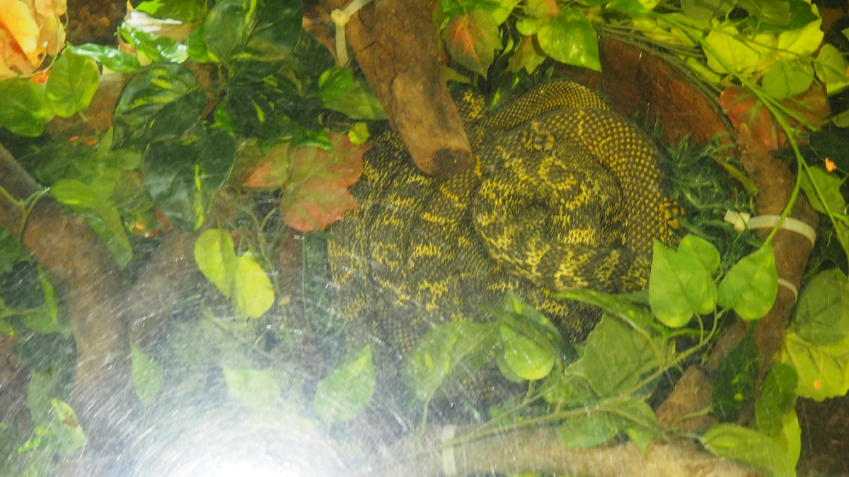 Taiwan Stink Snake | NatureRules1 Wiki | Fandom