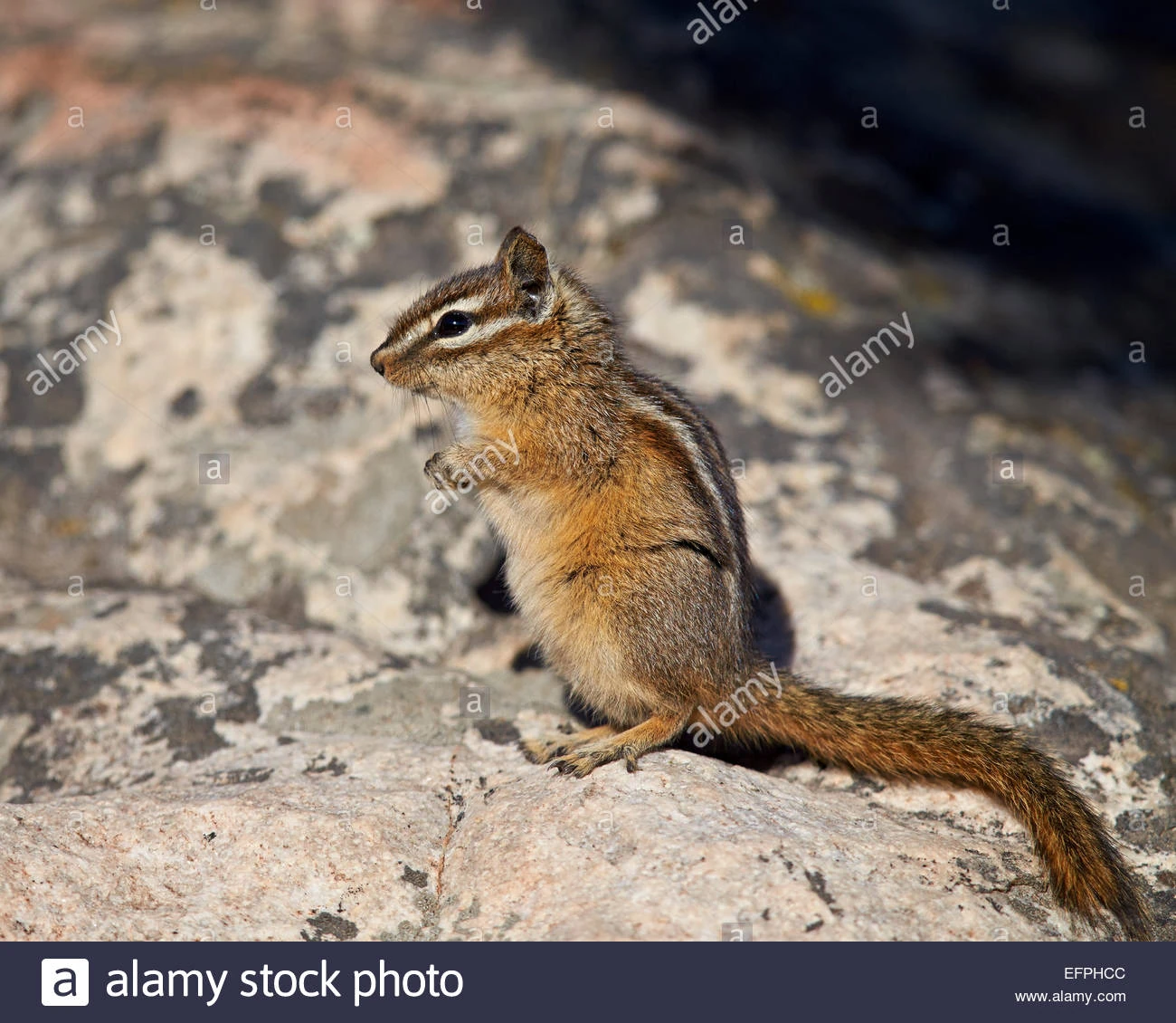 Uinta Chipmunk | NatureRules1 Wiki | Fandom