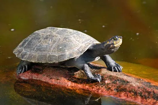Yellow-spotted River Turtle | NatureRules1 Wiki | Fandom