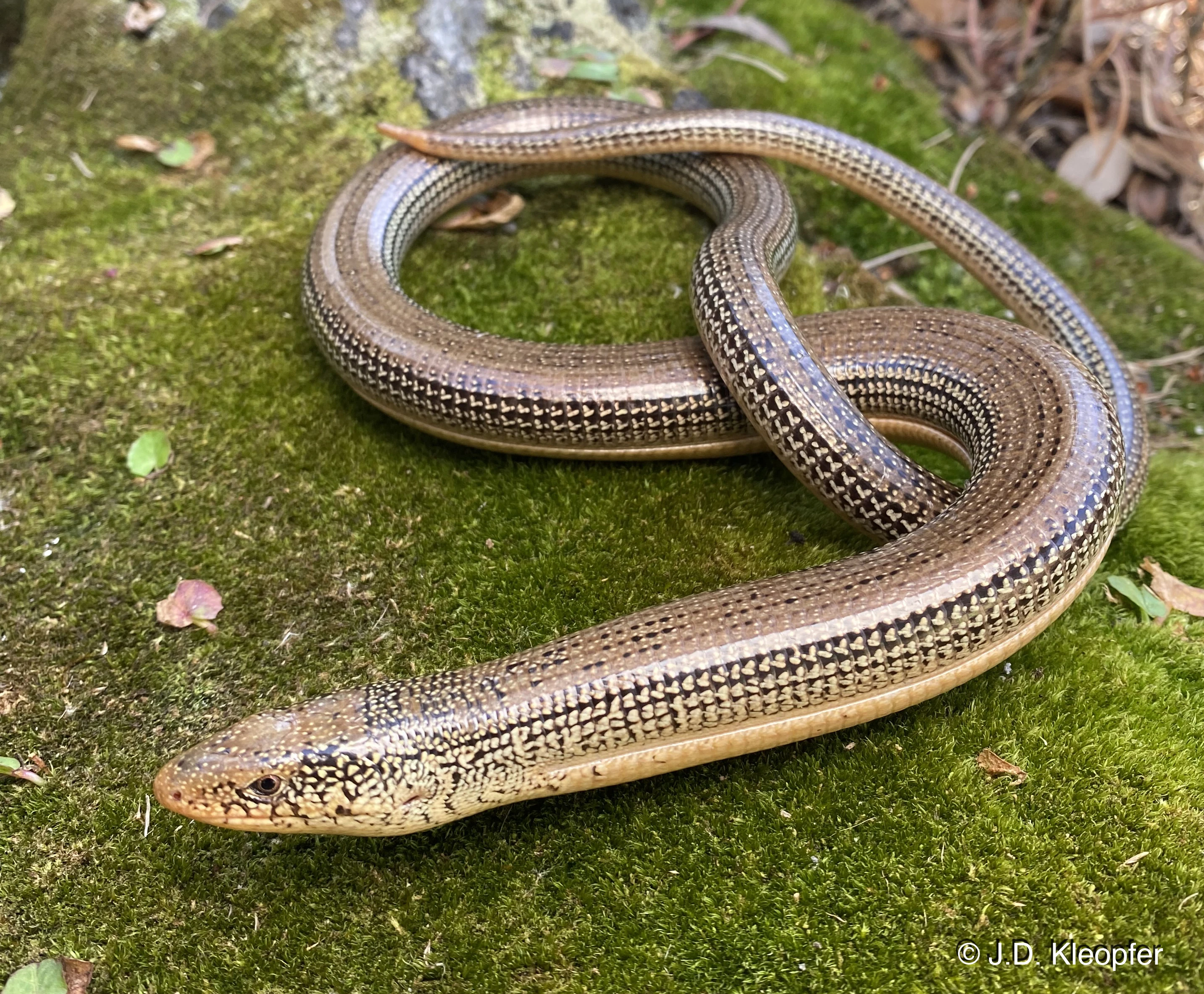 Glass Lizard Classification