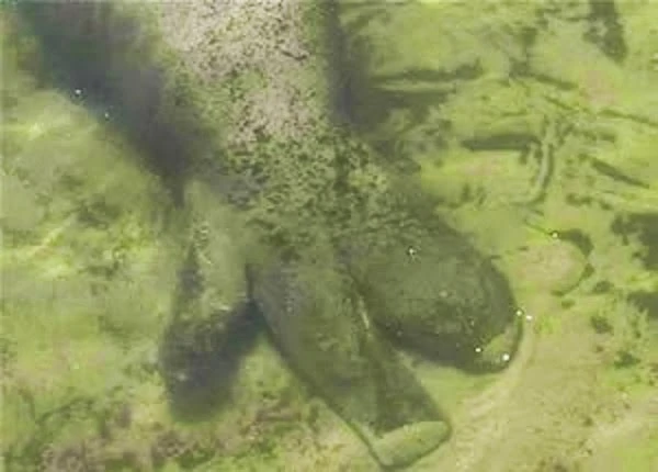 Floridian Marine Reptiles | NatureRules1 Wiki | Fandom