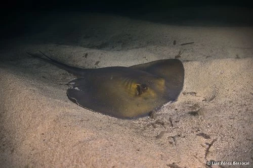 Groovebelly Stingray | NatureRules1 Wiki | Fandom