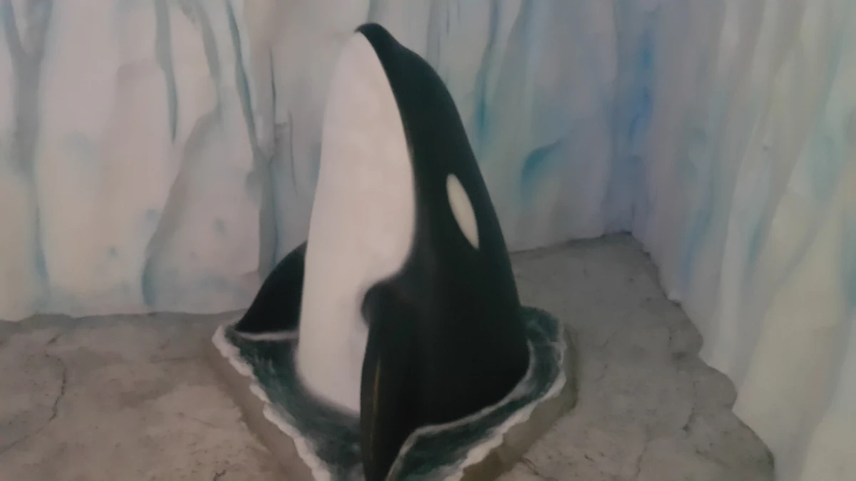 Iceberg (Orca) | NatureRules1 Wiki | Fandom