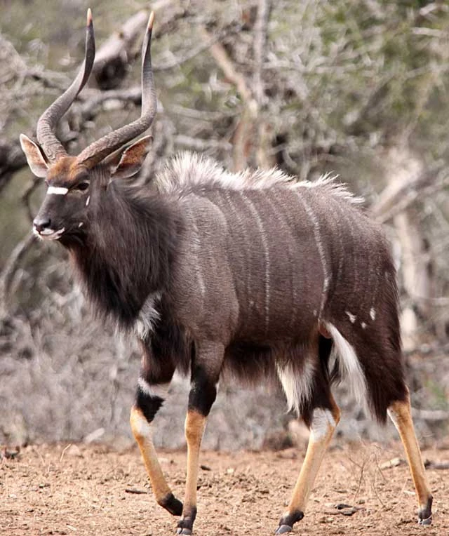 Lowland Nyala | NatureRules1 Wiki | Fandom
