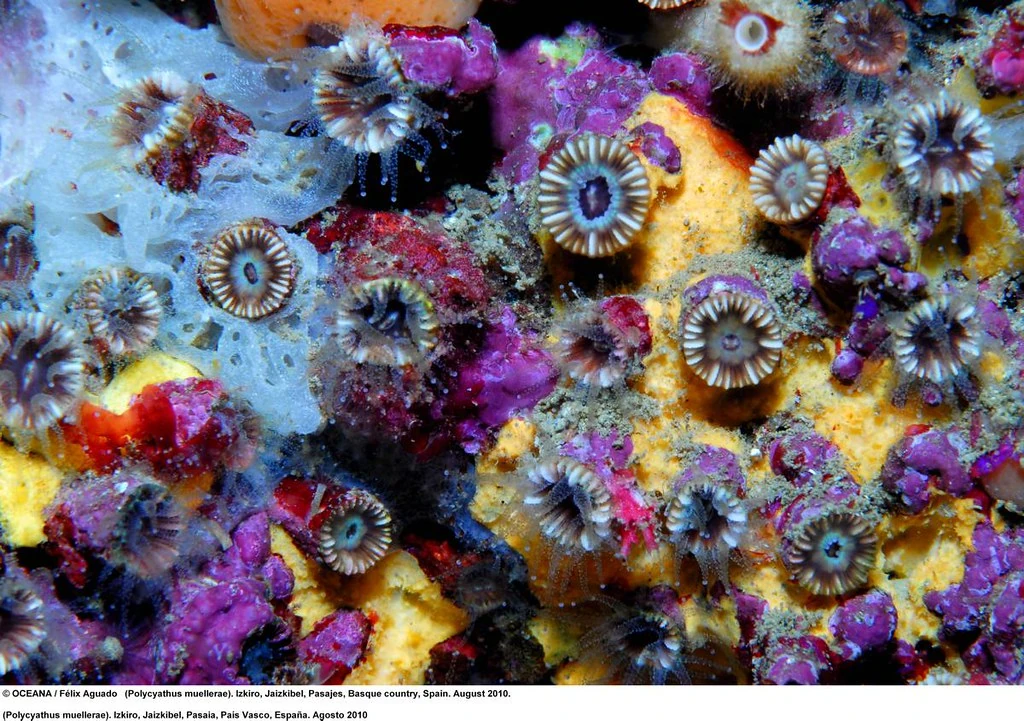 Polycyathus Muellerae | NatureRules1 Wiki | Fandom