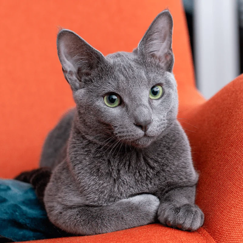 Russian Blue | NatureRules1 Wiki | Fandom
