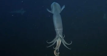 Humboldt Squid | NatureRules1 Wiki | Fandom